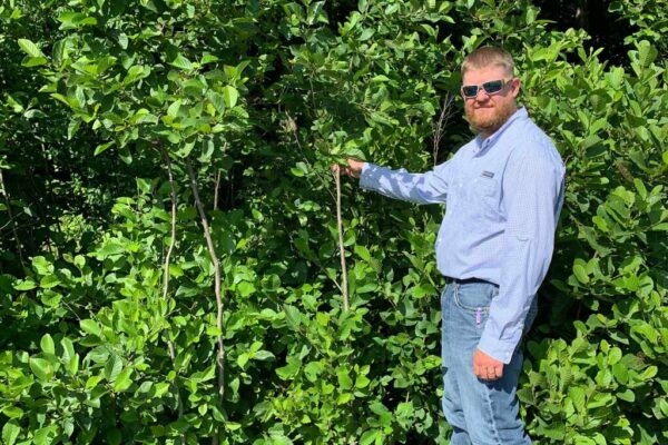 Live Stakes - Native Forest Nursery | Retail & Wholesale Plant Stock