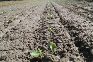 Seedlings - Native Forest Nursery | Retail & Wholesale Plant Stock